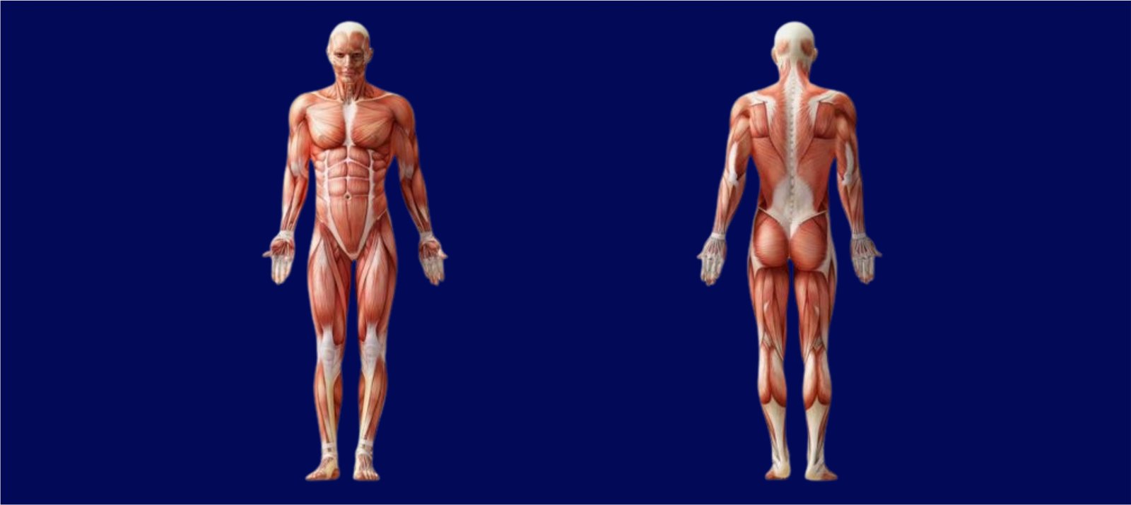 Anatomy And Physiology III Learn Anatomy Physiology